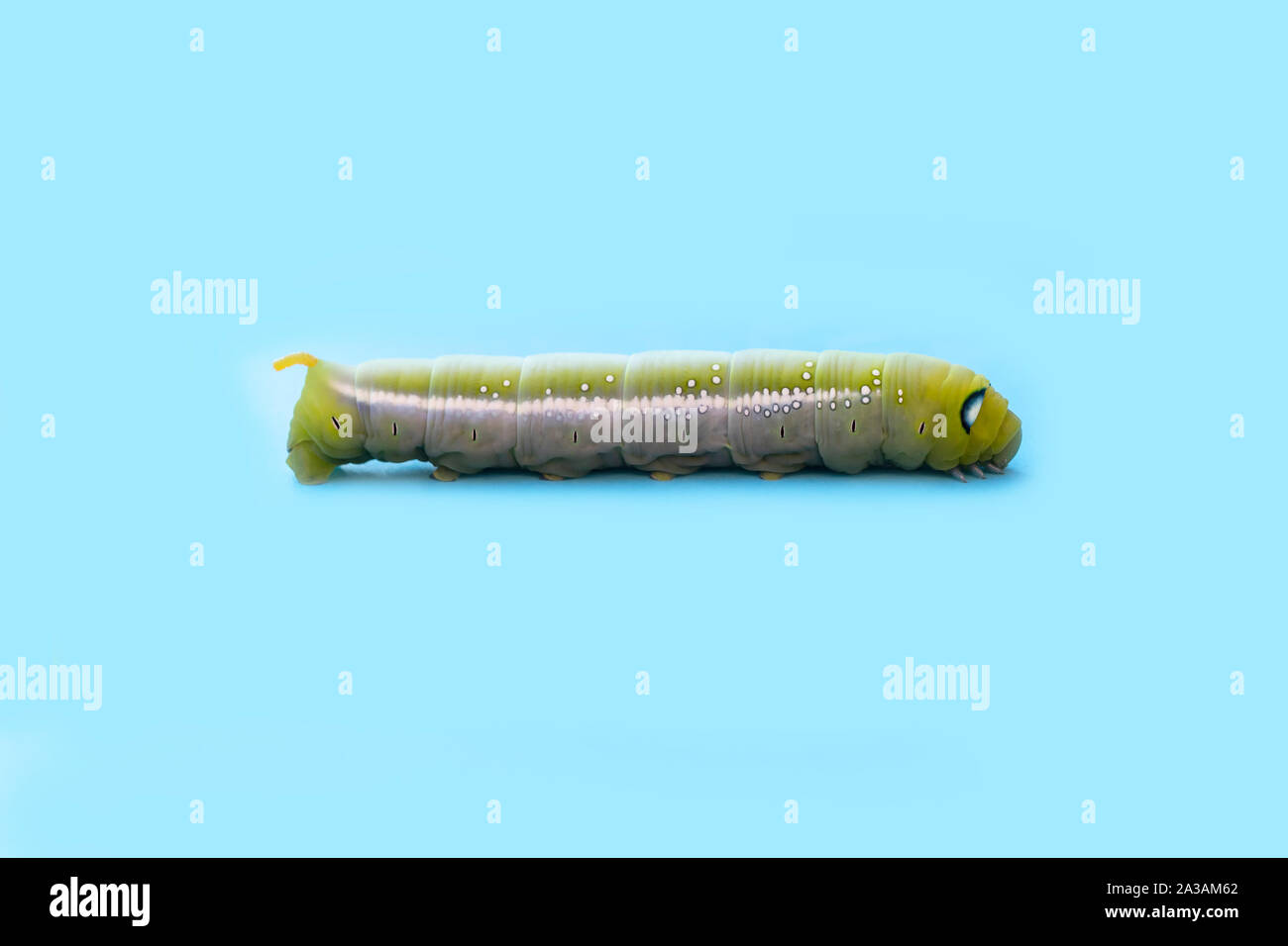 Caterpillar blue background hi-res stock photography and images - Alamy
