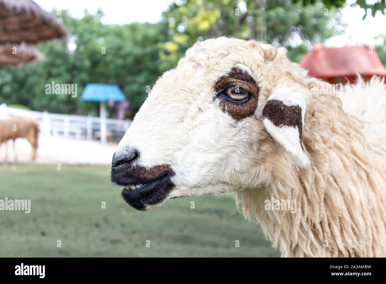 Focus on the face of the sheep that are in the sheep farm. Sheep smile ...