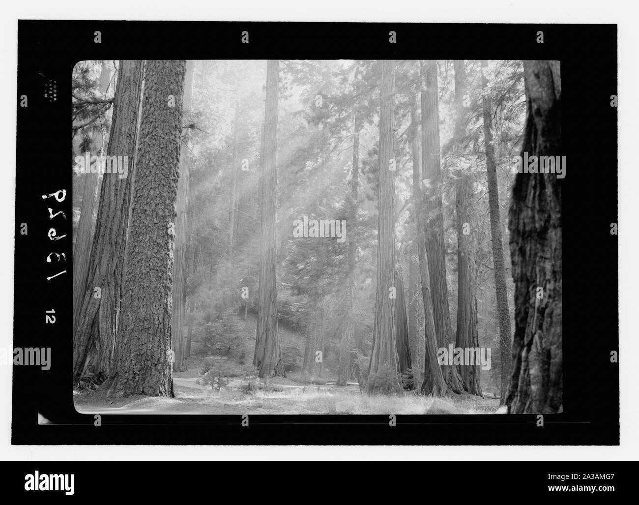 Sequoia National Park, Sept. 1957. Sun rays, shafts of sun light ...