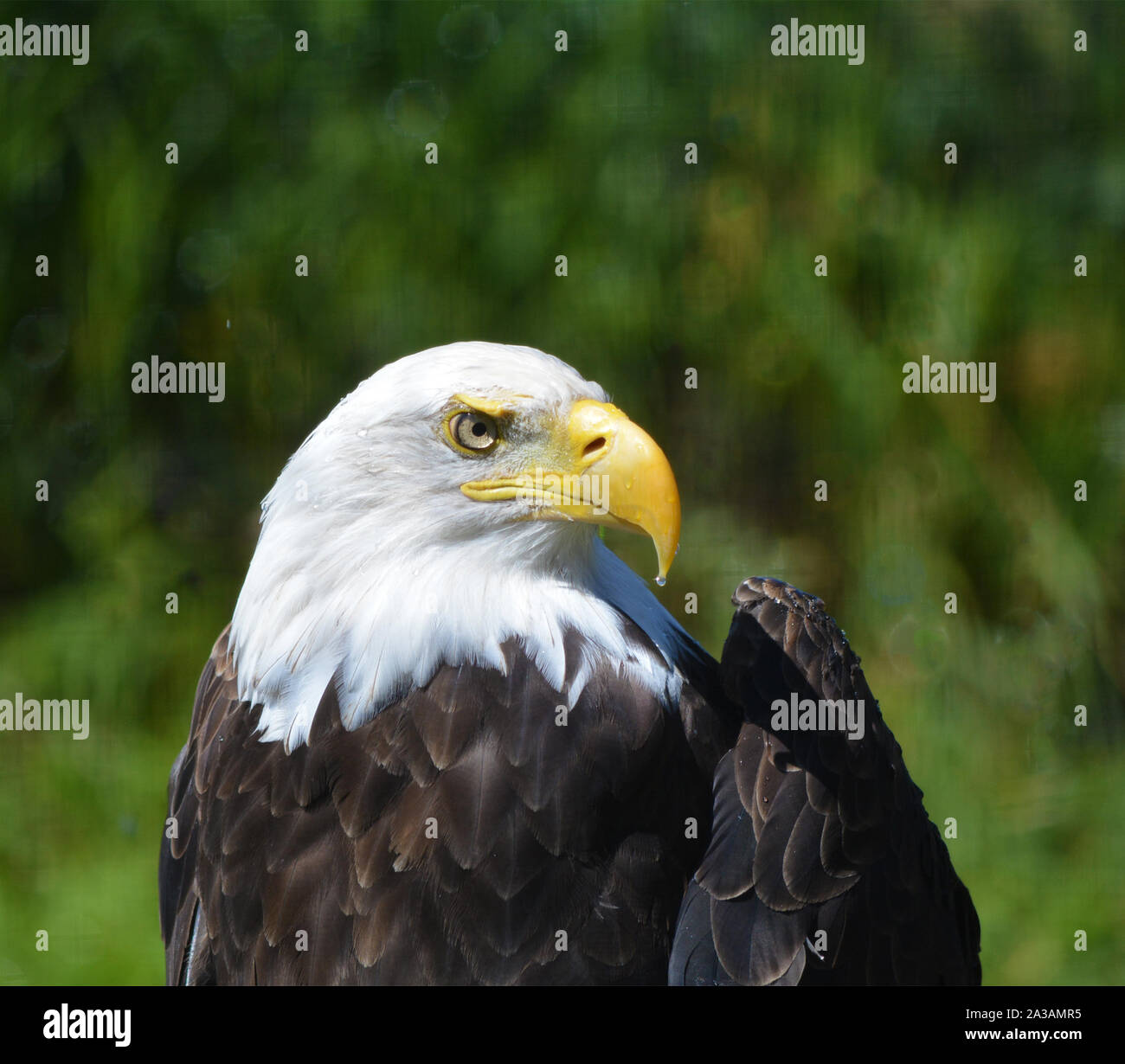 Bald eagle lovers hi-res stock photography and images - Alamy