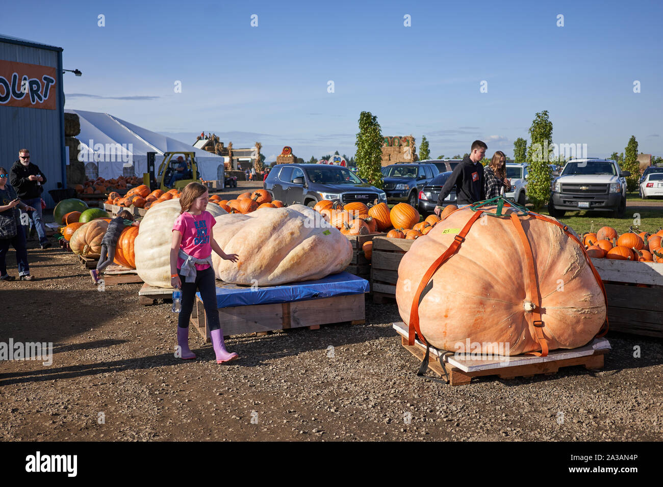Giant pumpkins are seen on display in Bauman's Farm in Gervais, Oregon ...