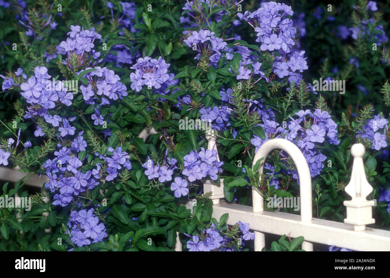 PLUMBAGO (PLUMBAGO AURICULATA SYN CAPENSIS GROWING INSIDE FENCE OF ...
