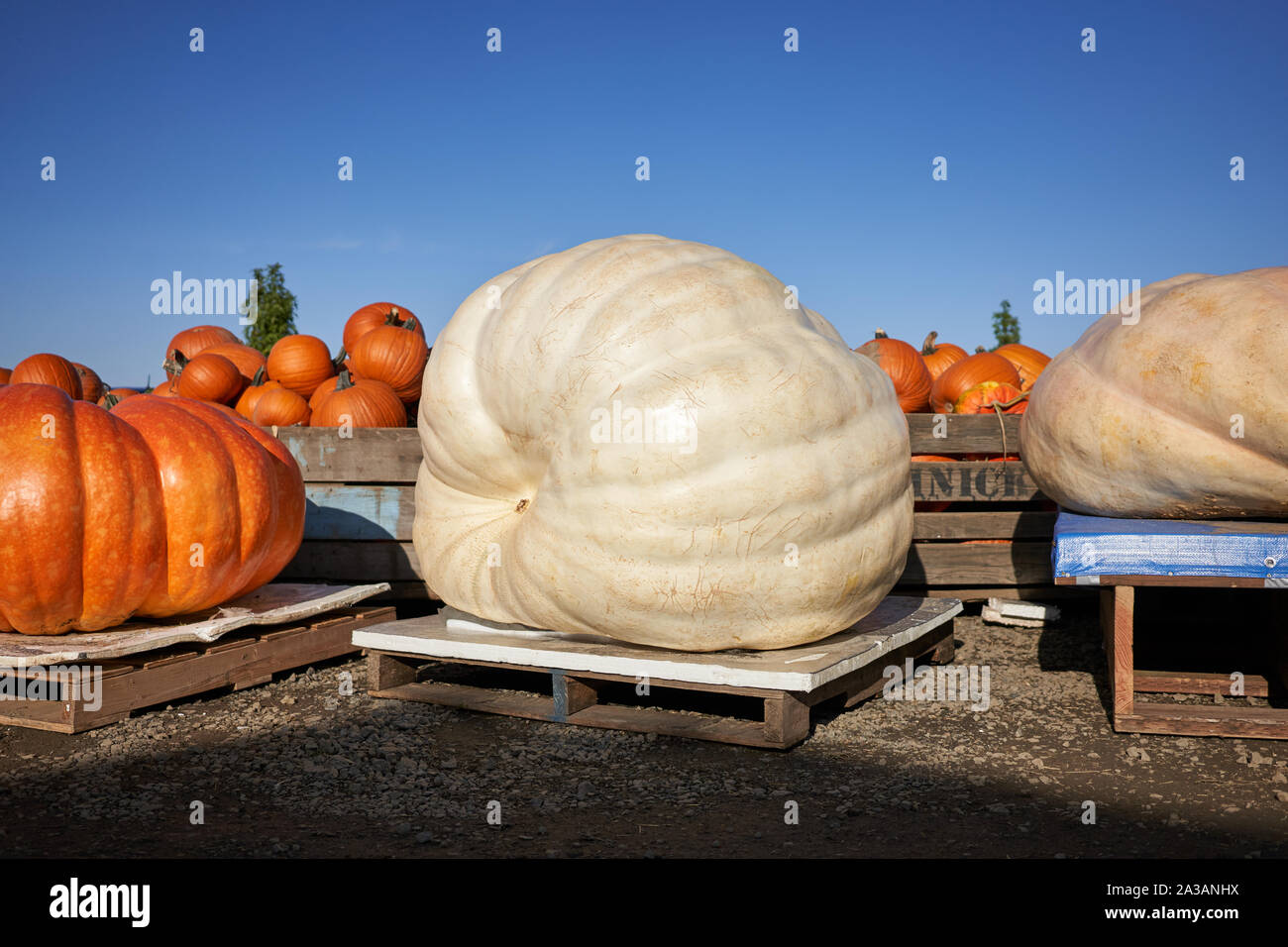Giant pumpkin close up hi-res stock photography and images - Alamy
