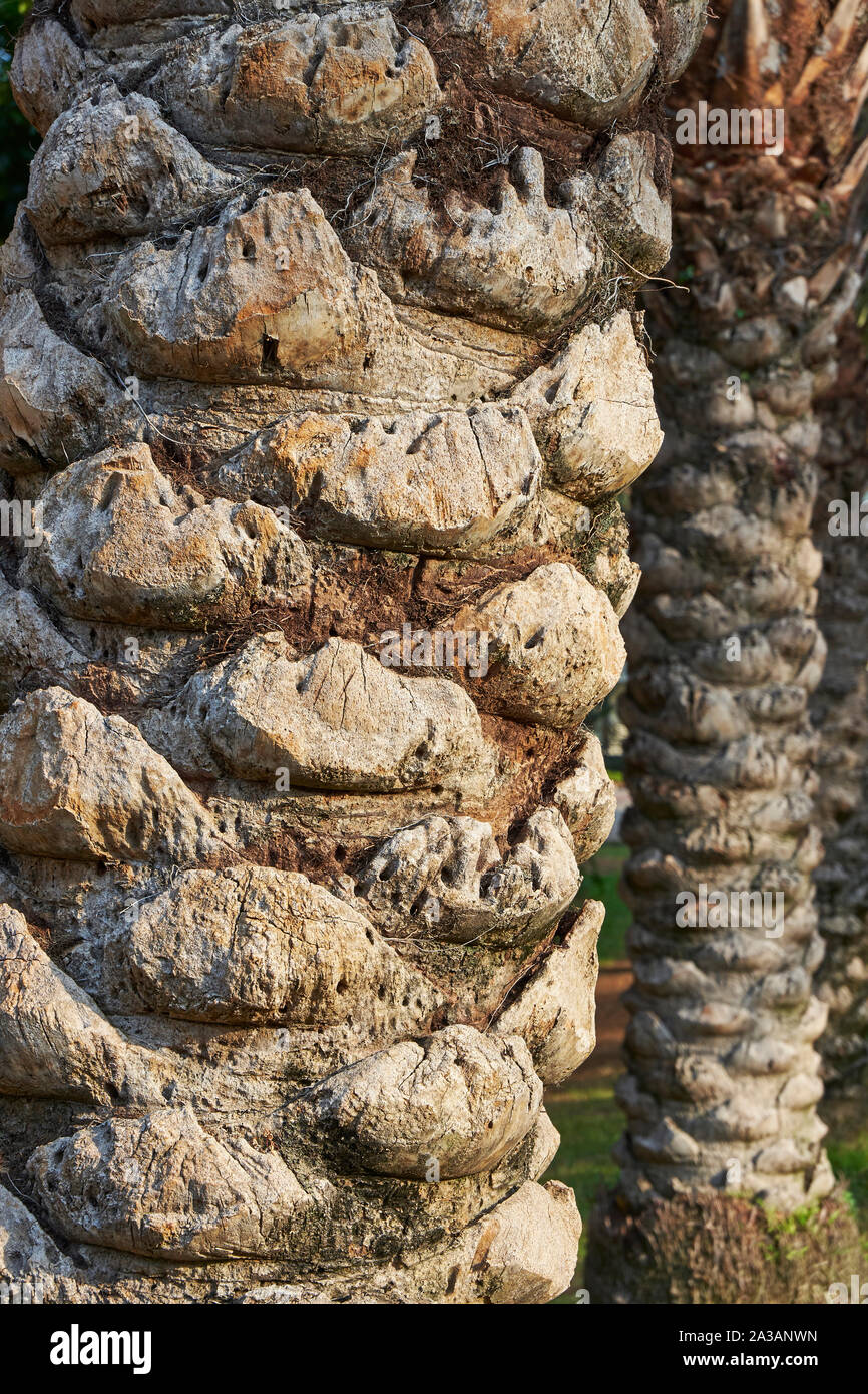 Palm tree trunks hi-res stock photography and images - Alamy