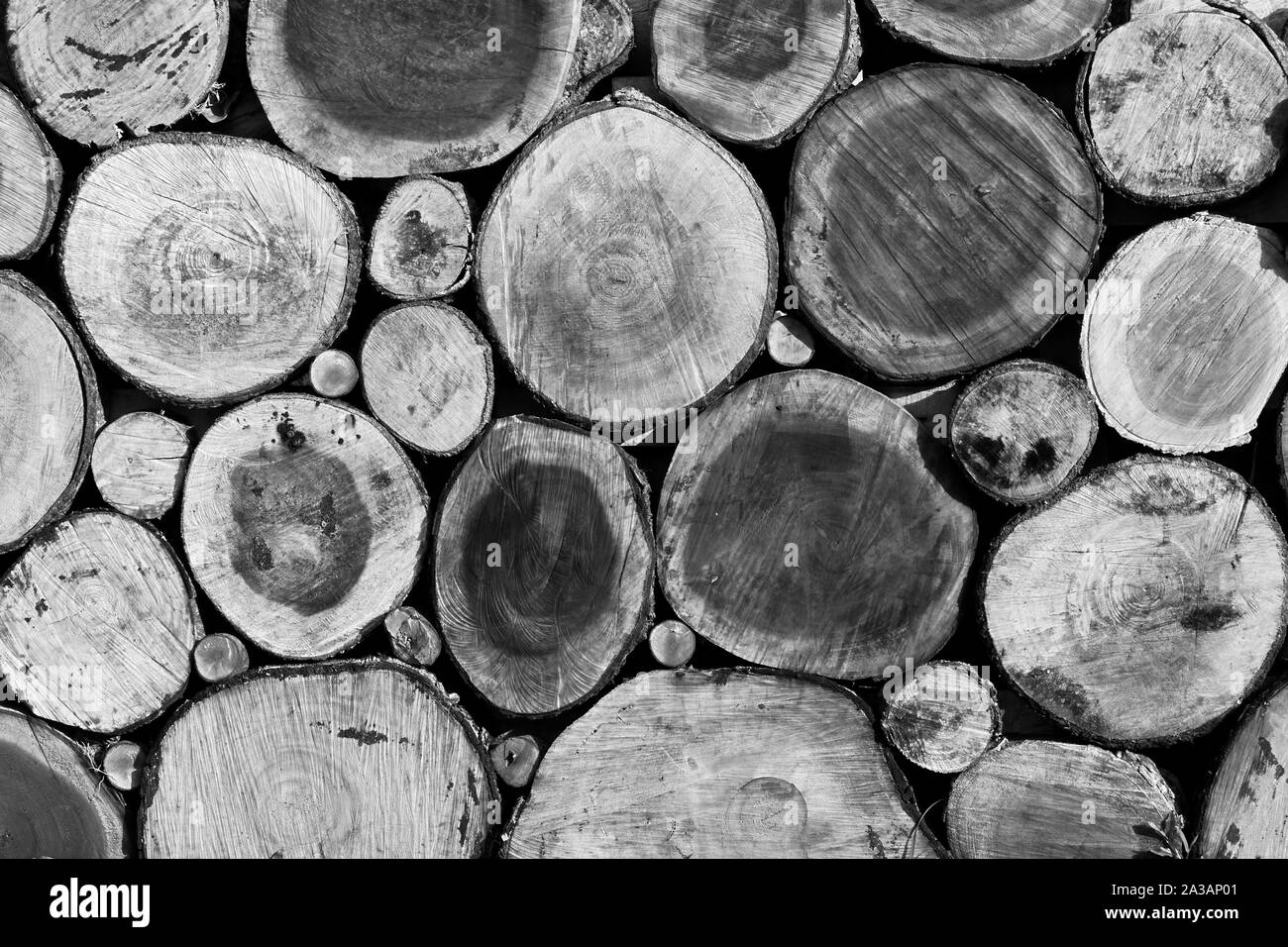 Pattern of tree trunks Stock Photo - Alamy