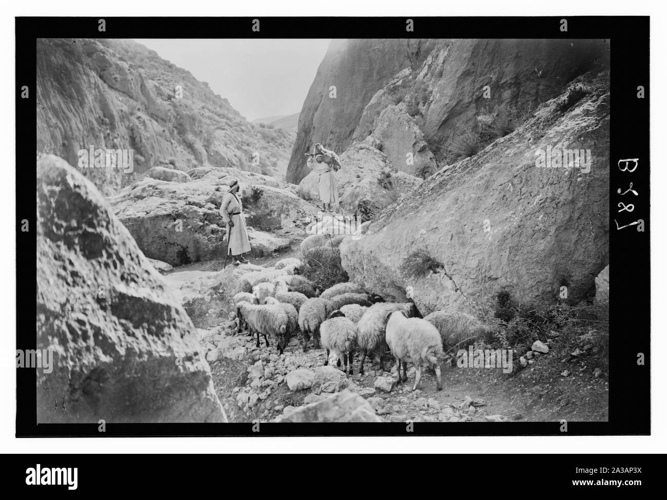 Set of thirteen select slides of shepherd life illustrating the Twenty ...