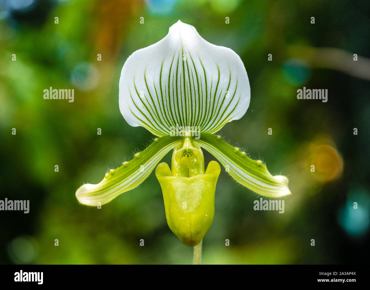 Fancy orchid hi-res stock photography and images - Alamy
