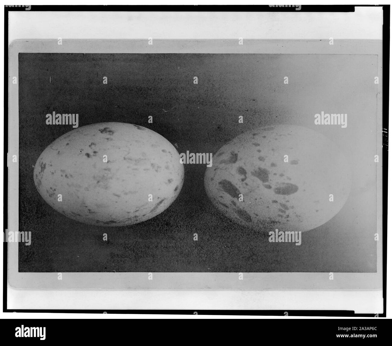 Set of two Black and White Stock Photos & Images - Alamy