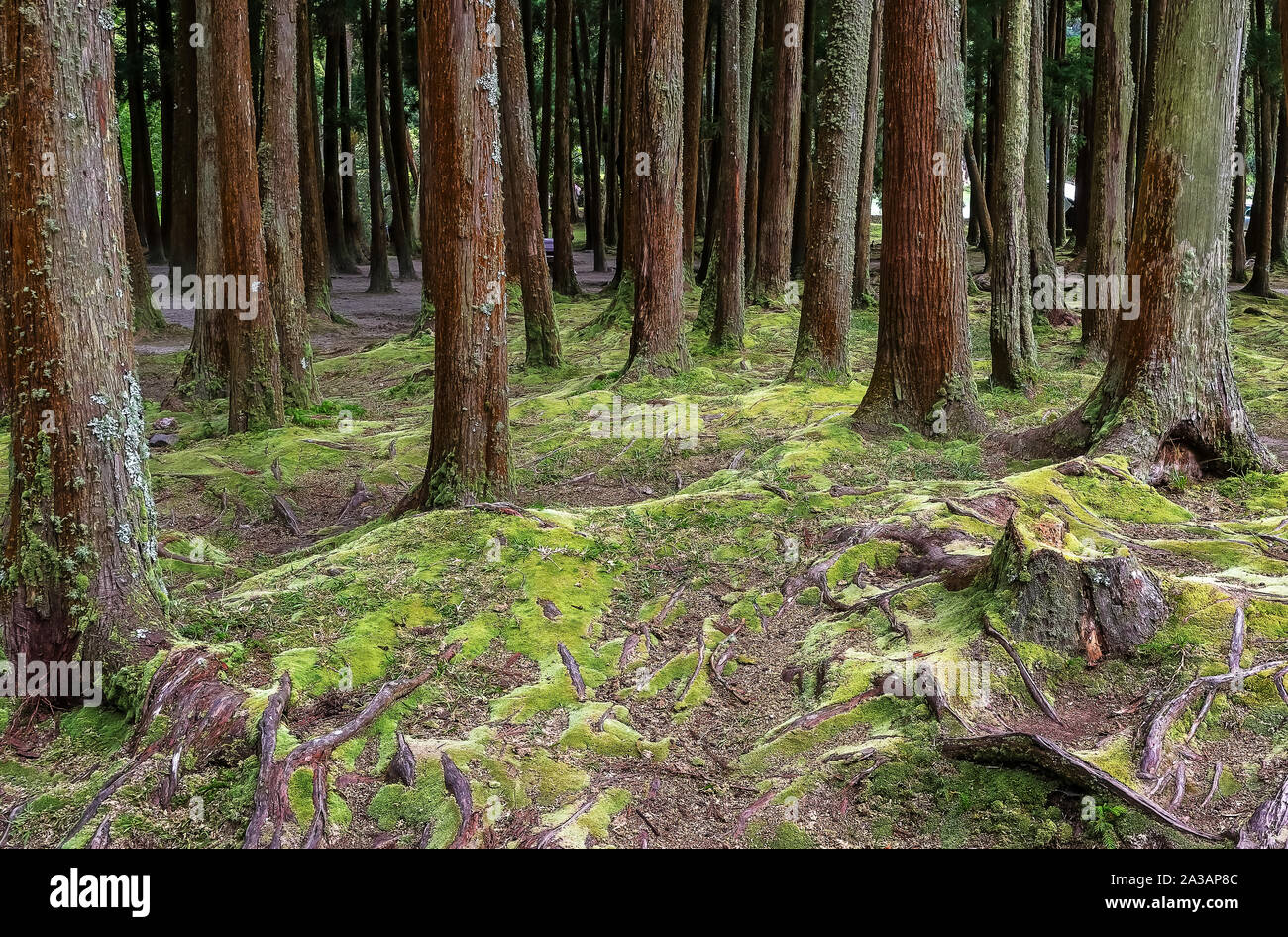Beautiful tree trunks and moss at the forest close to Fumarolas da ...