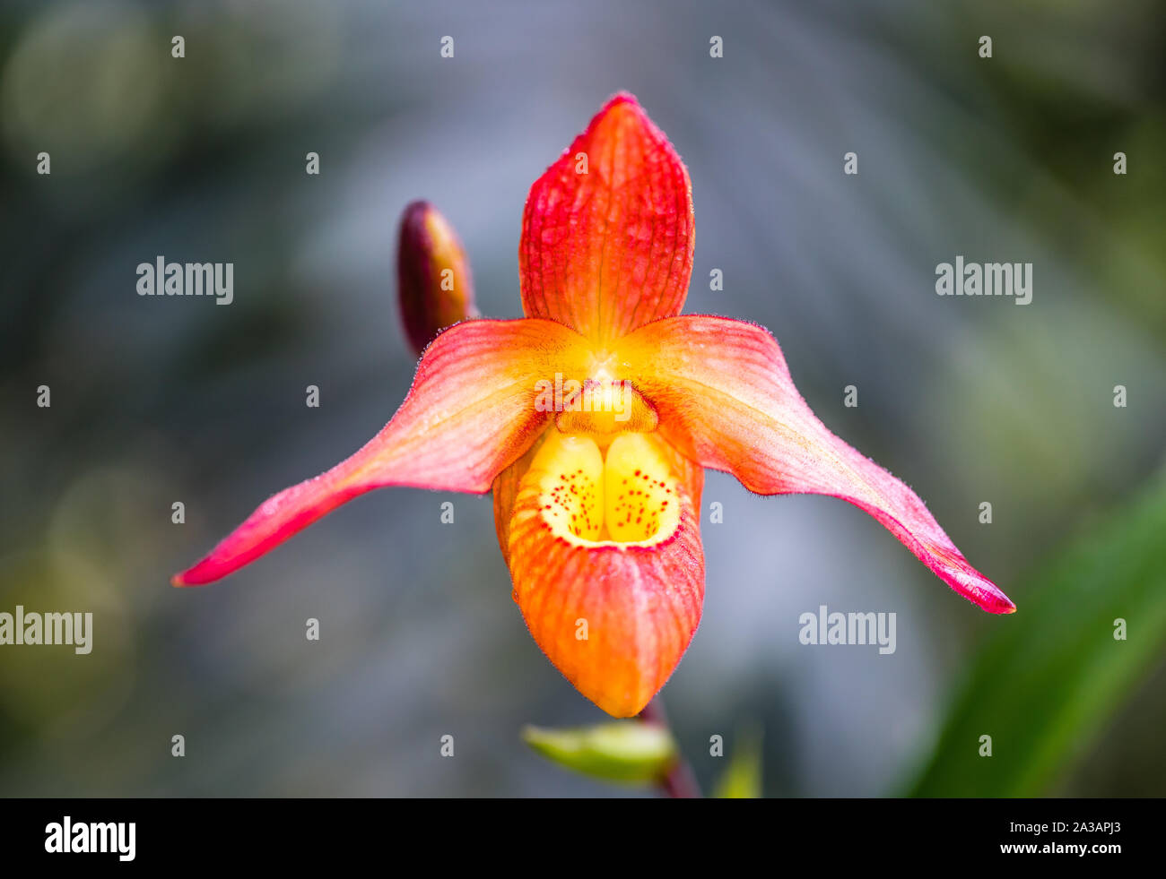 Fancy orchid hi-res stock photography and images - Alamy
