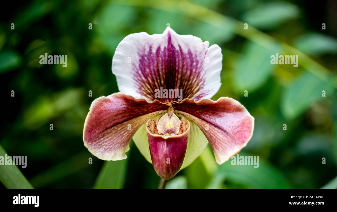 Fancy orchid hi-res stock photography and images - Alamy