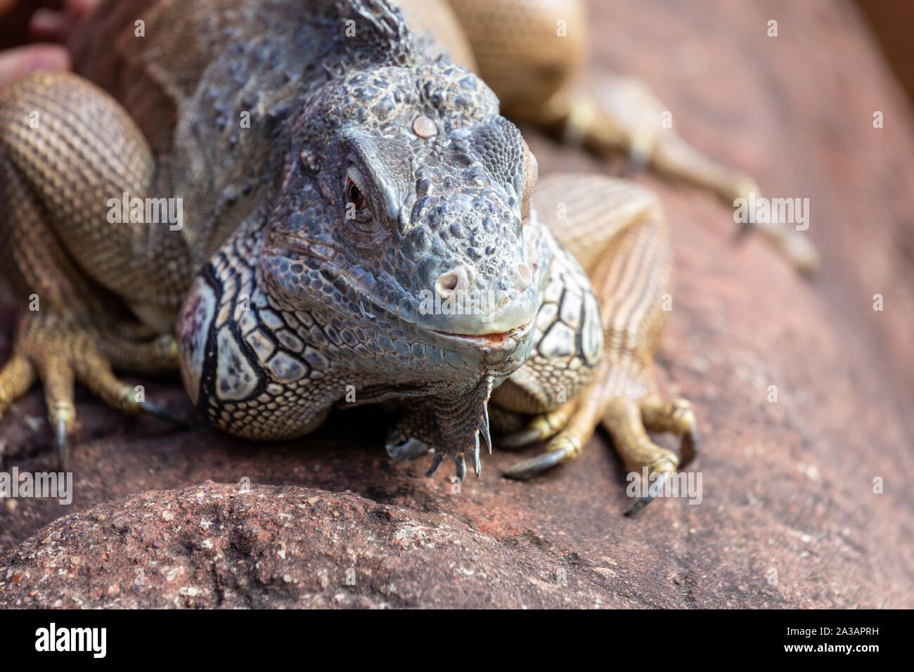 Water lizard hi-res stock photography and images - Alamy