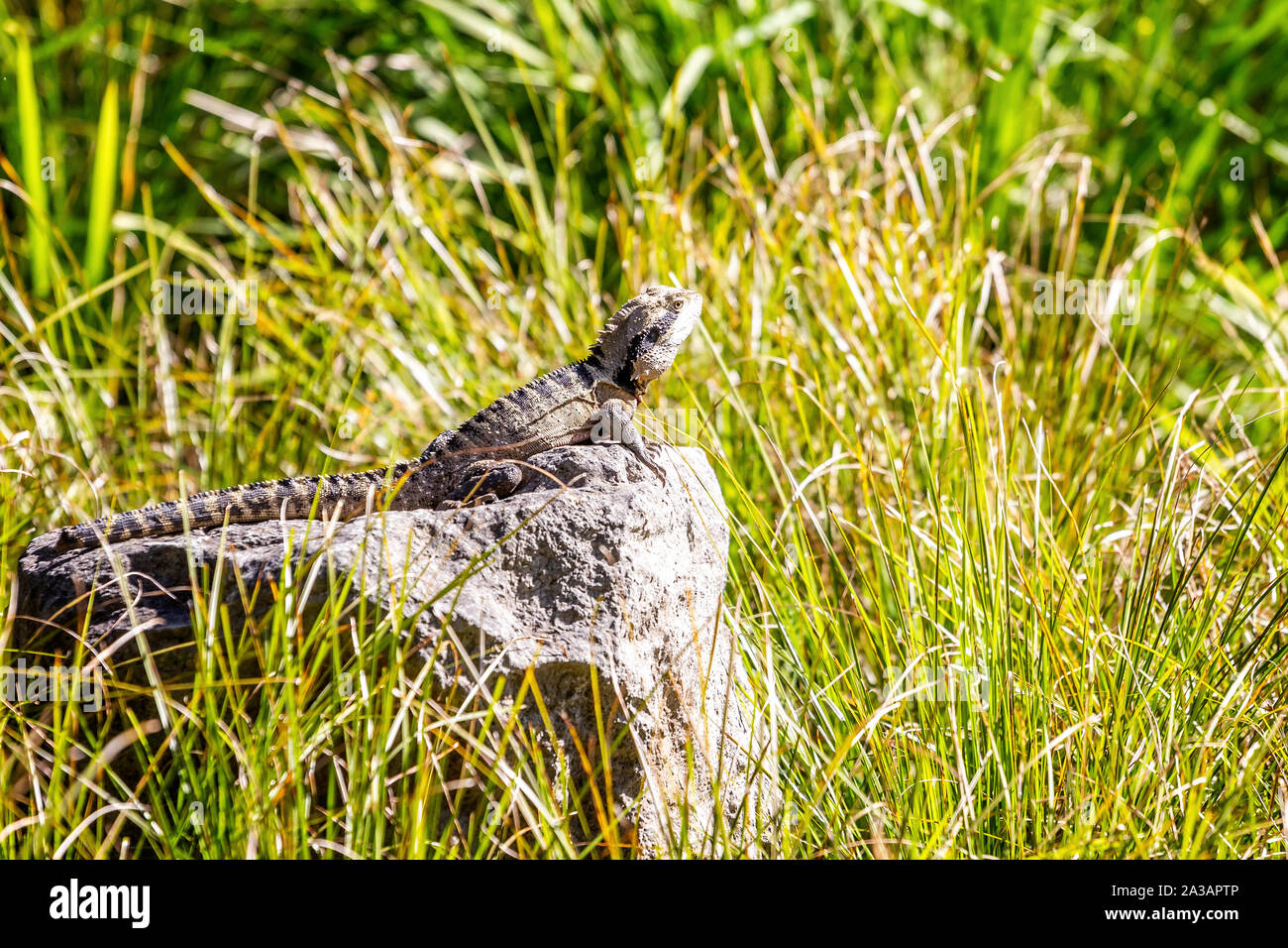 Monitor lizard basking in hi-res stock photography and images - Alamy