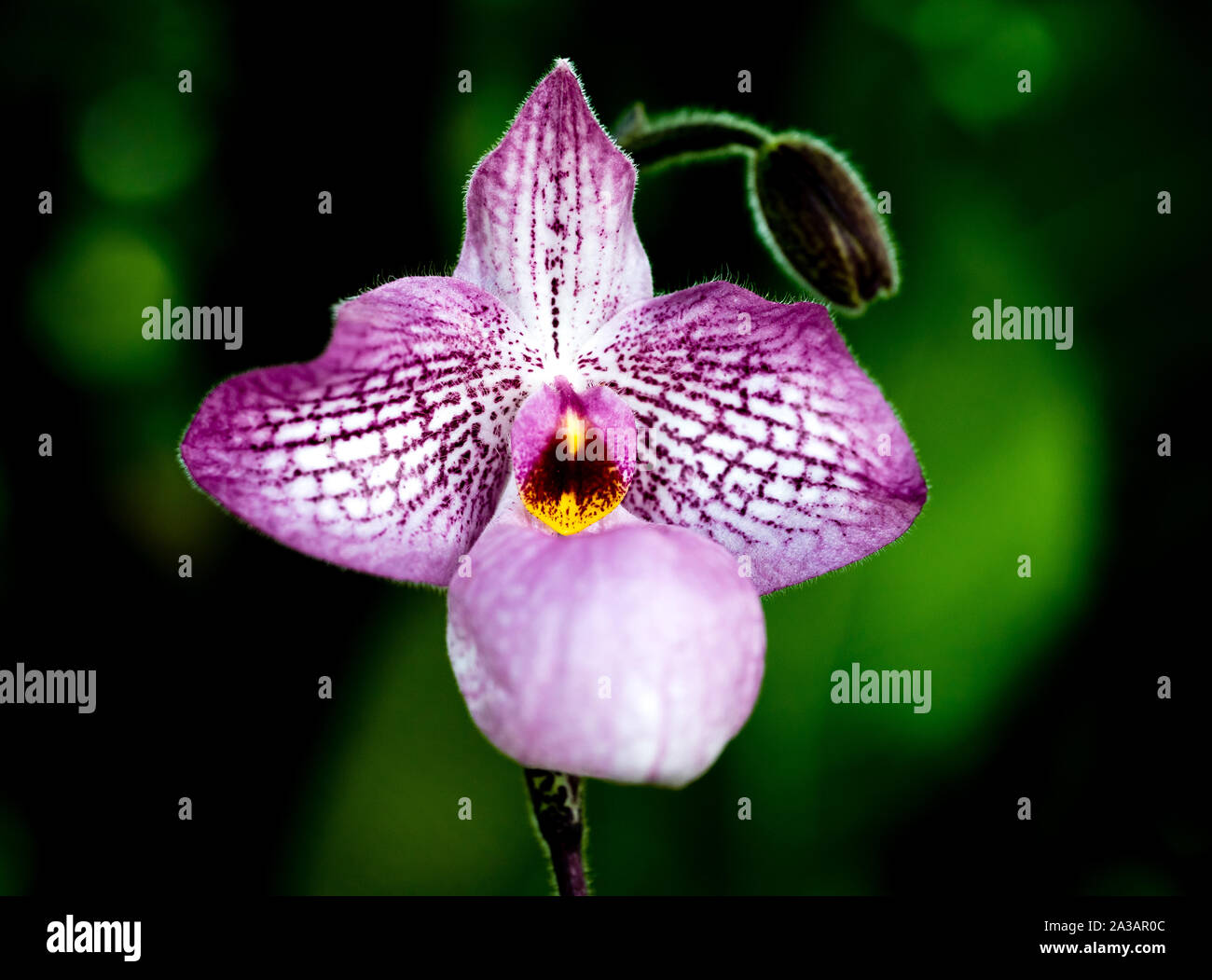 Fancy orchid hi-res stock photography and images - Alamy