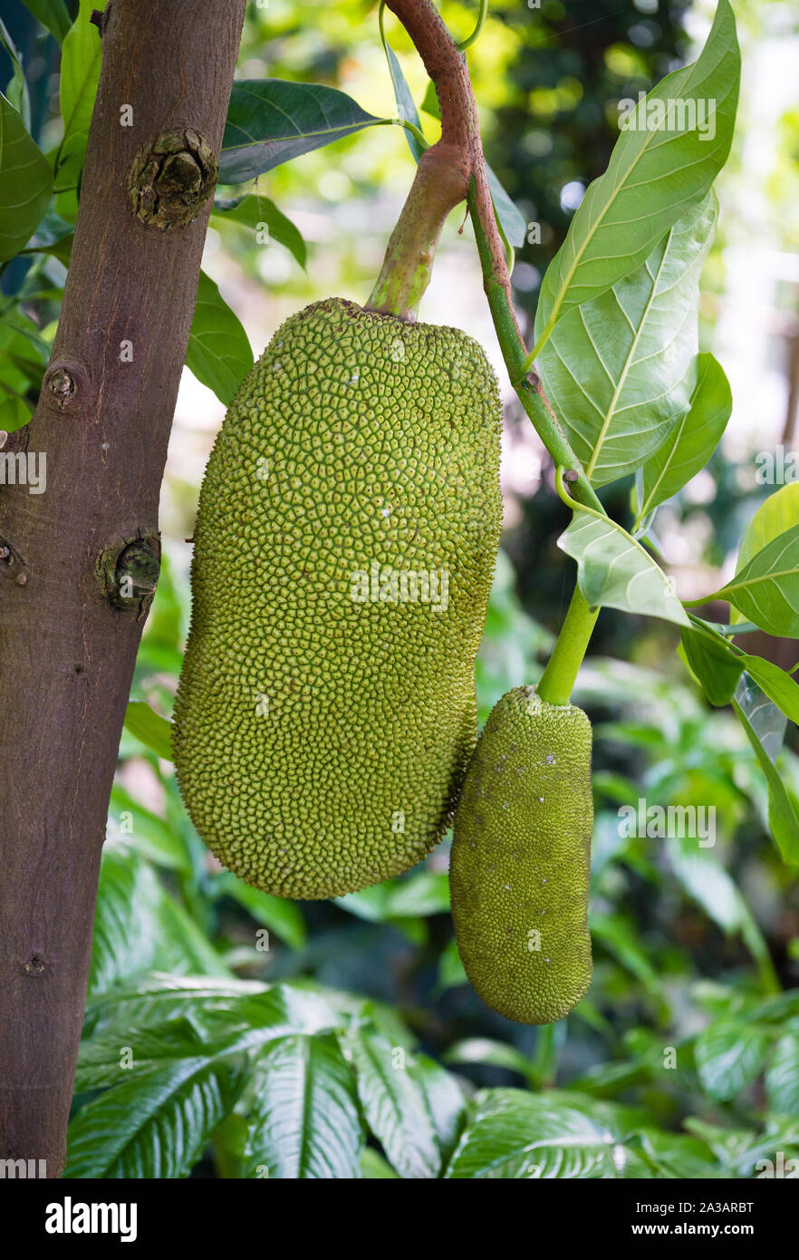 Two non-ripe Jack fruit hanging from a tree Stock Photo - Alamy