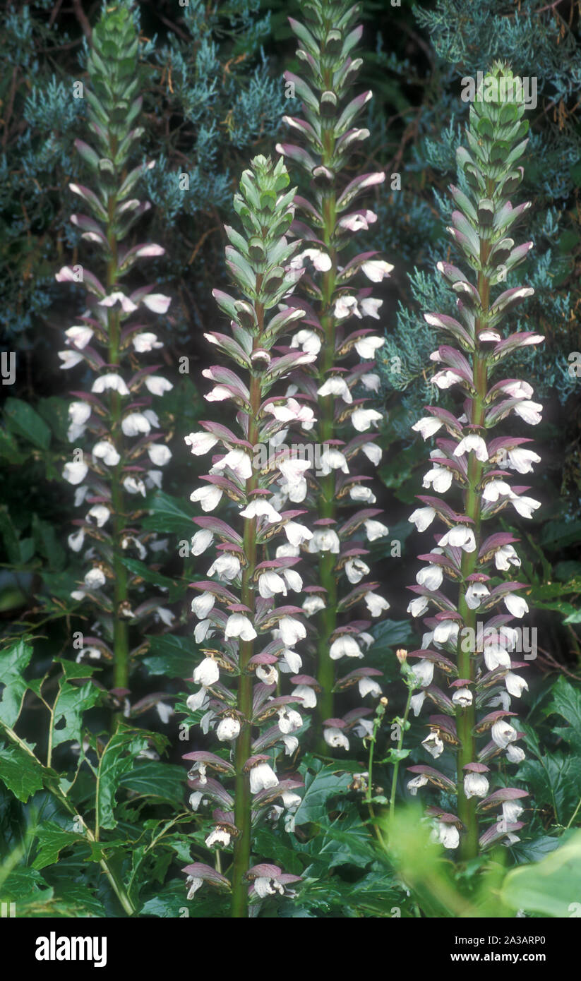 ACANTHUS MOLLIS (COMMON NAMES BEAR'S BREECHES OR OYSTER PLANT Stock ...