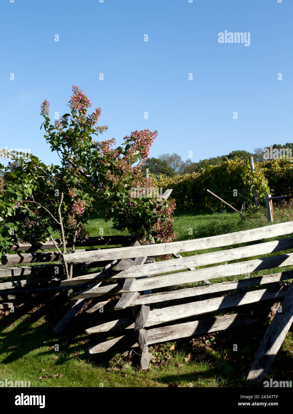 Sharpe hill vineyard hi-res stock photography and images - Alamy