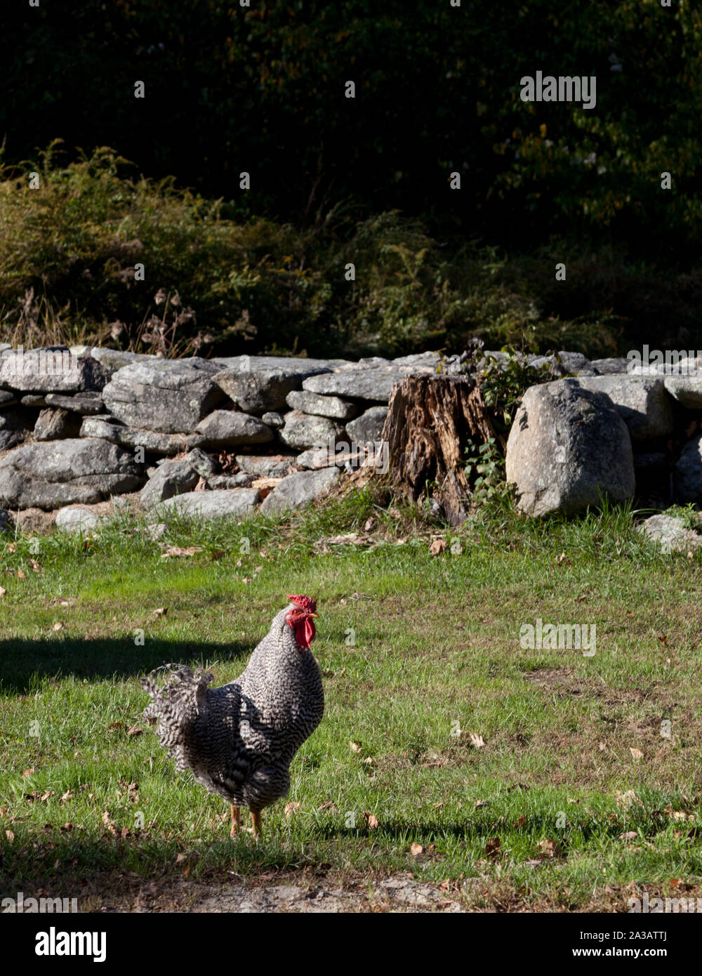 Sharpe hill vineyard hi-res stock photography and images - Alamy