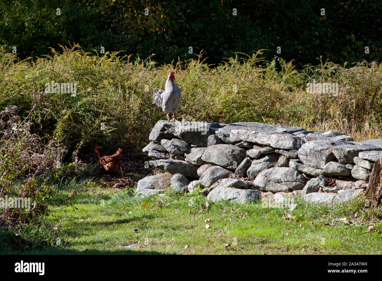 Sharpe hill vineyard hi-res stock photography and images - Alamy