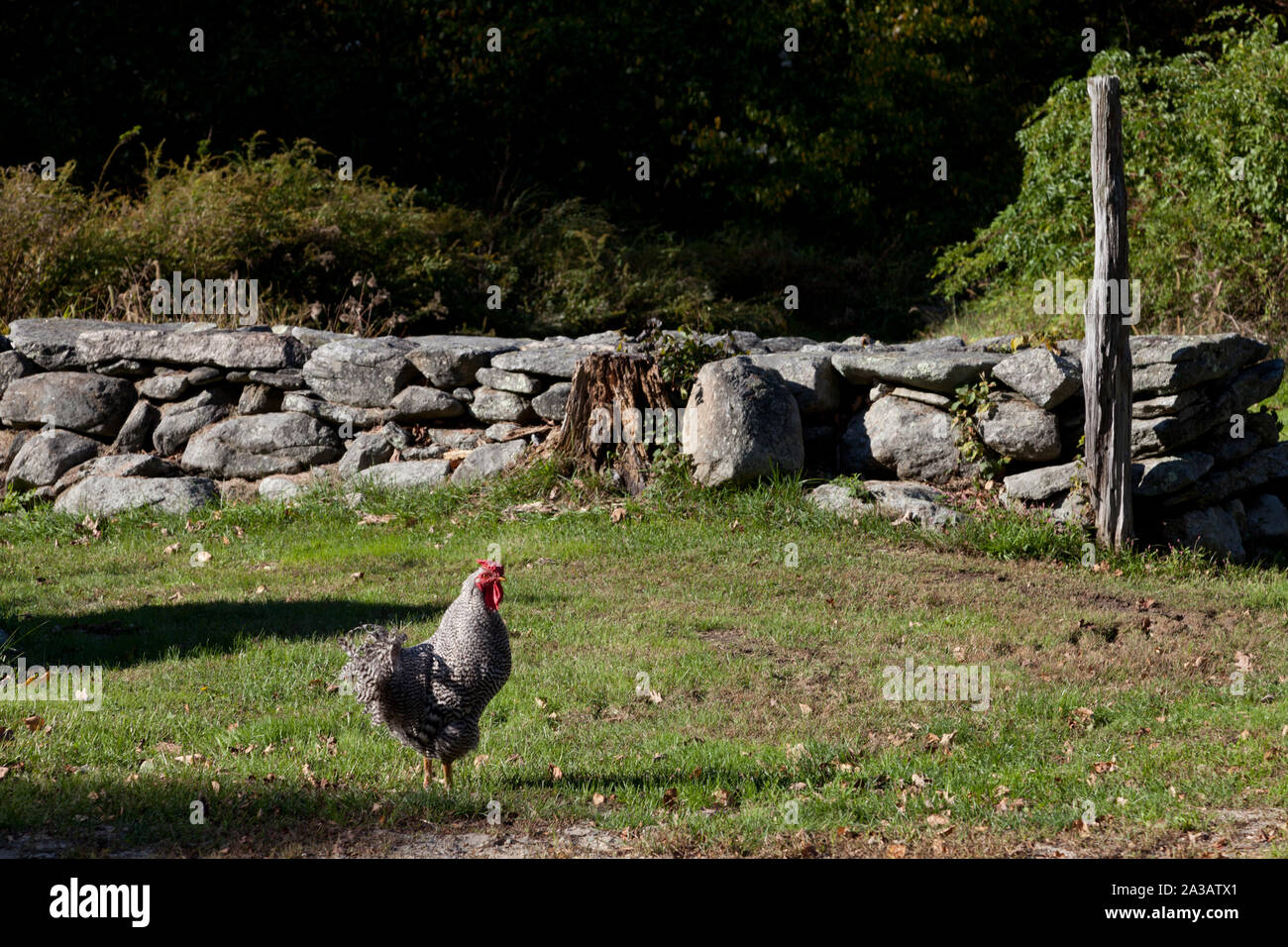 Sharpe Hill Vineyard in Pomfret, Connecticut Stock Photo - Alamy
