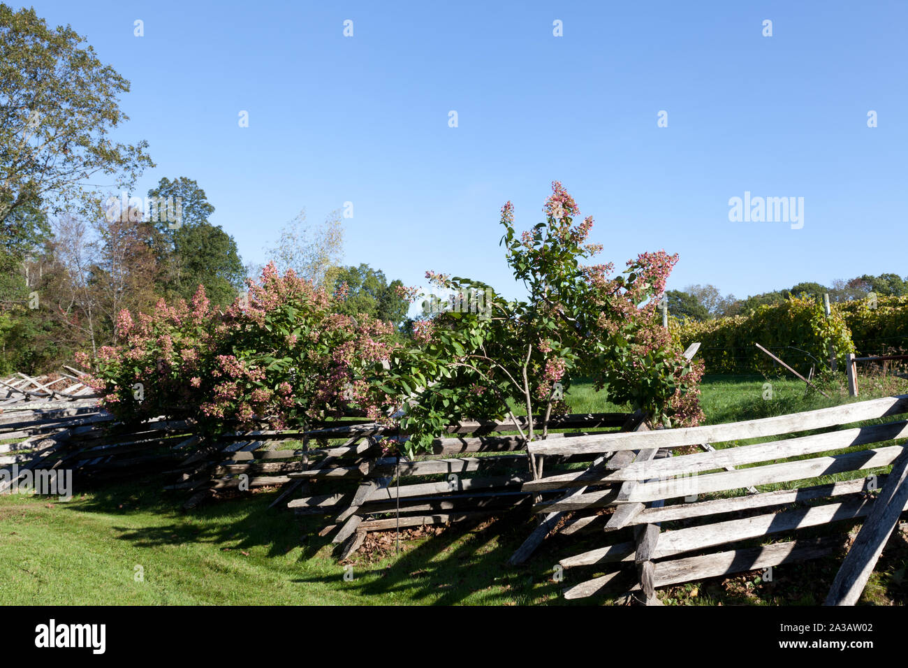 Sharpe hill vineyard hi-res stock photography and images - Alamy