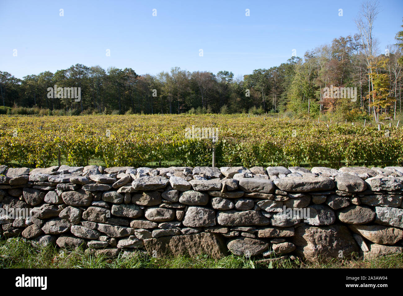 Sharpe hill vineyard hi-res stock photography and images - Alamy