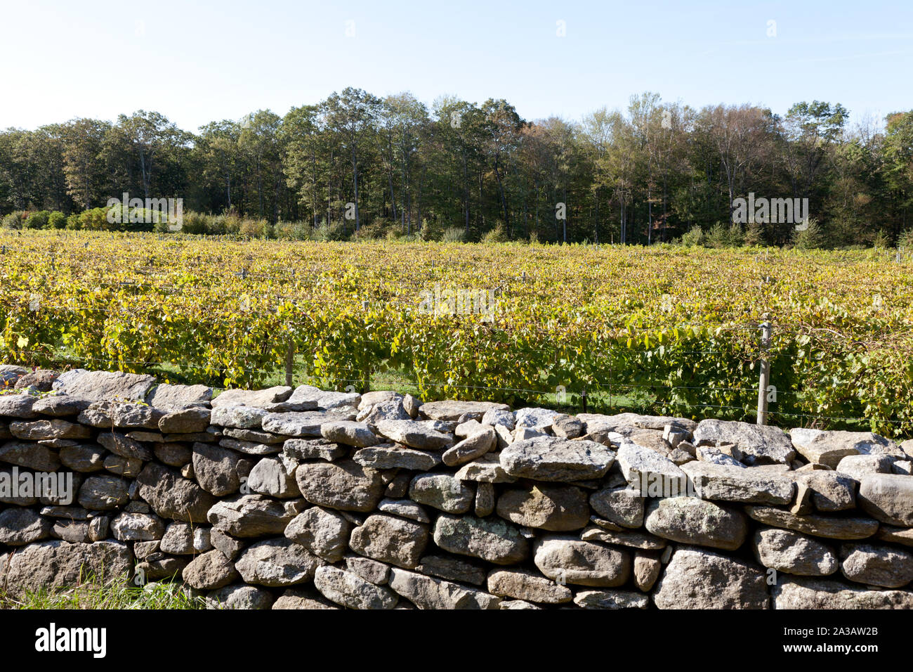 Sharpe hill vineyard hi-res stock photography and images - Alamy