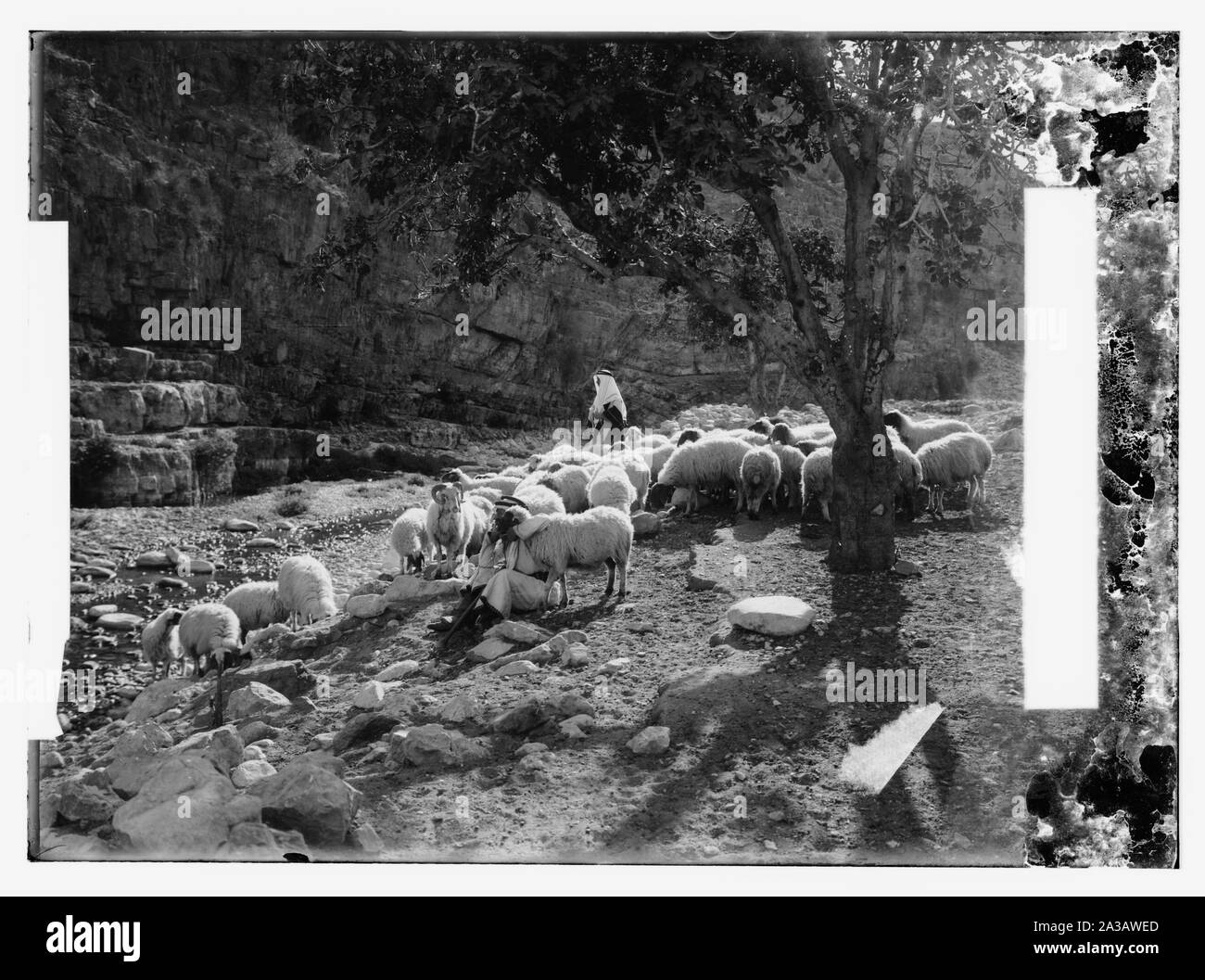 Ruminants food Black and White Stock Photos & Images - Alamy