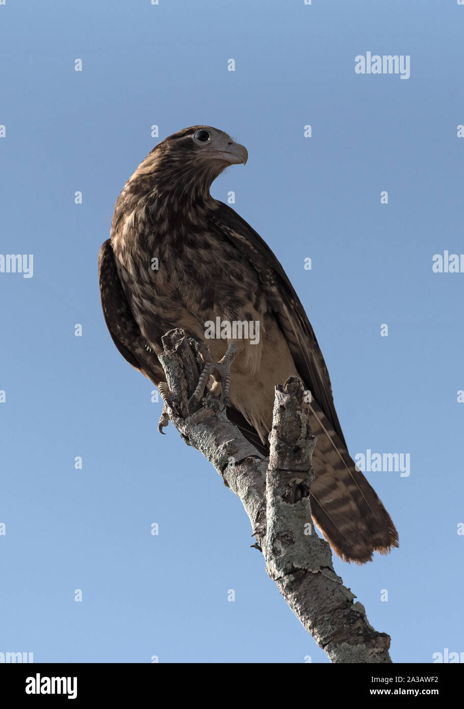 Common buzzard sitting on a branch Panama Stock Photo - Alamy