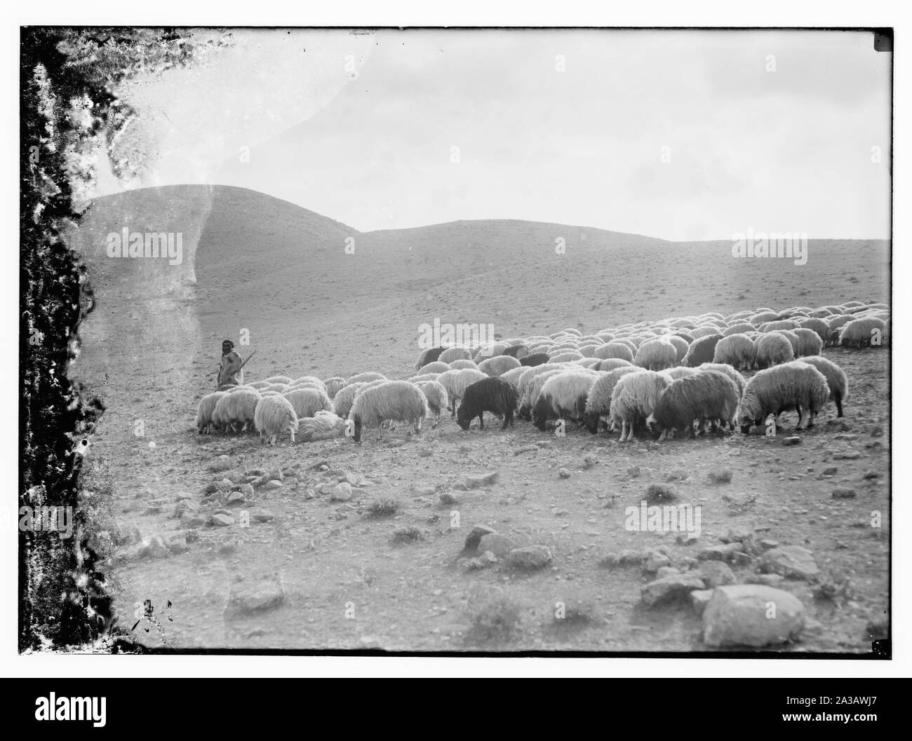 Sheep farm animals Cut Out Stock Images & Pictures - Alamy