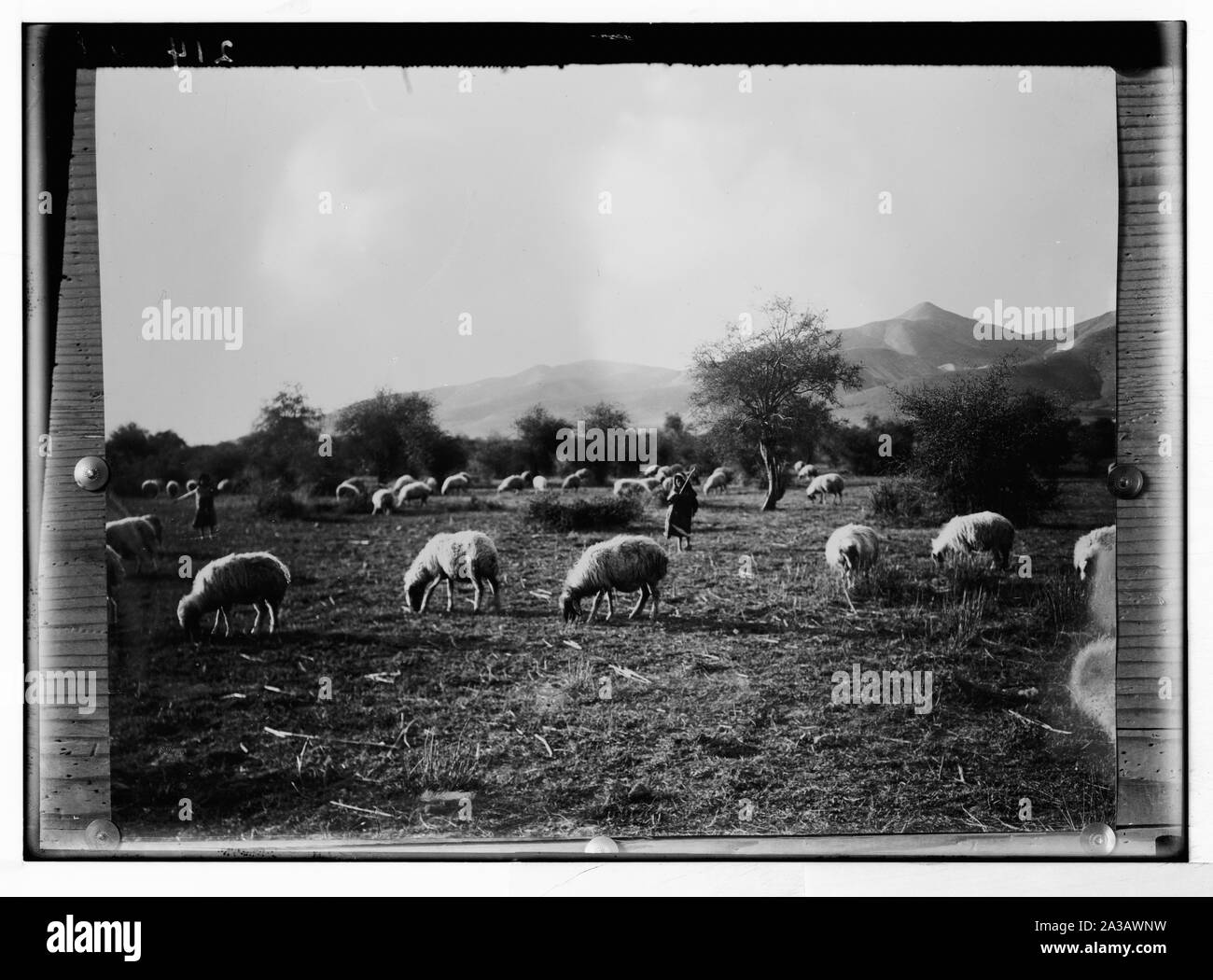 Valley sheep Black and White Stock Photos & Images - Alamy