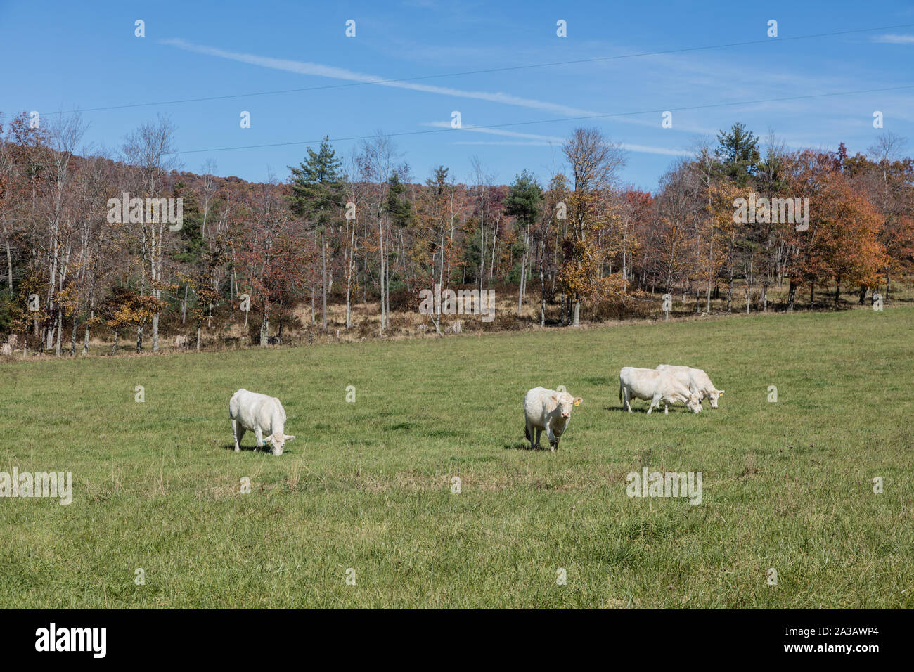 Sheep grazing in Monroe County in southeastern West Virginia Stock ...