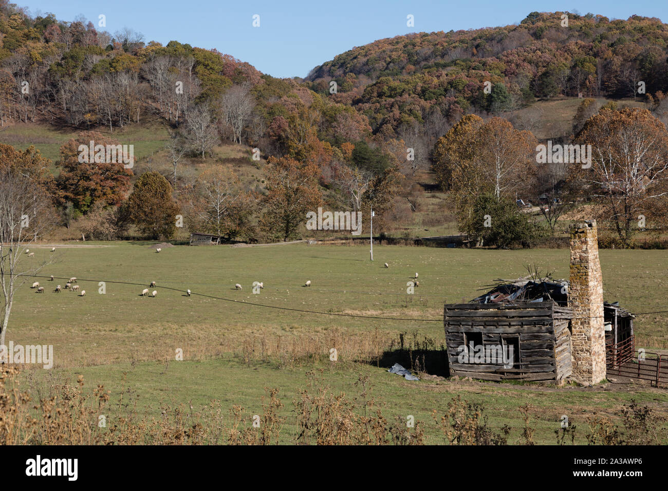 Sheep graze near a burned-out cabin in Monroe County, West Virginia ...