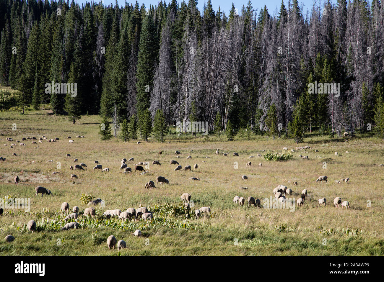 Routt county colorado hi-res stock photography and images - Alamy