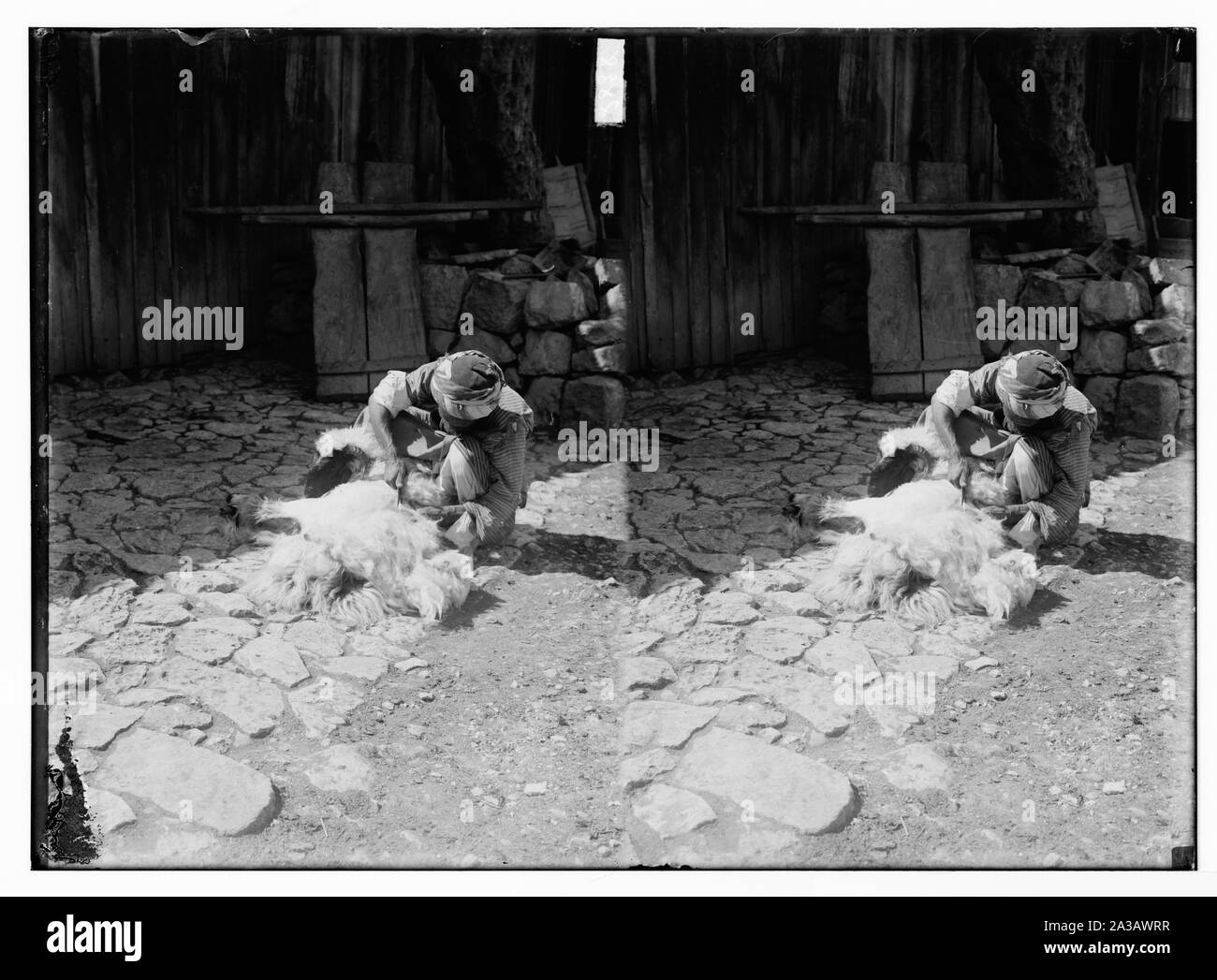 Shearing sheep Cut Out Stock Images & Pictures - Alamy