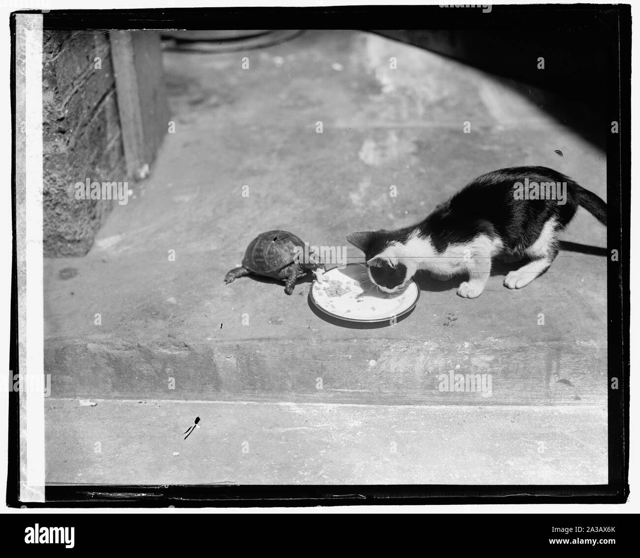 The shelly Cut Out Stock Images & Pictures - Alamy