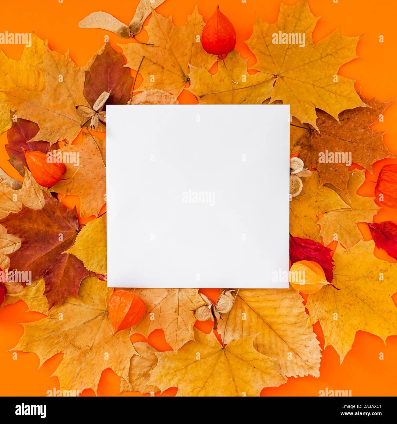 Autumn flat lay composition with postcard mockup and dry leaves on bold ...