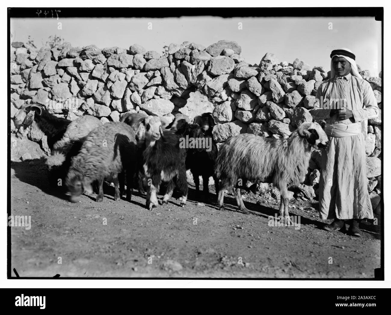 Shepherd leading sheep from sheep fold. Shepherd near Shepherds' Fields ...