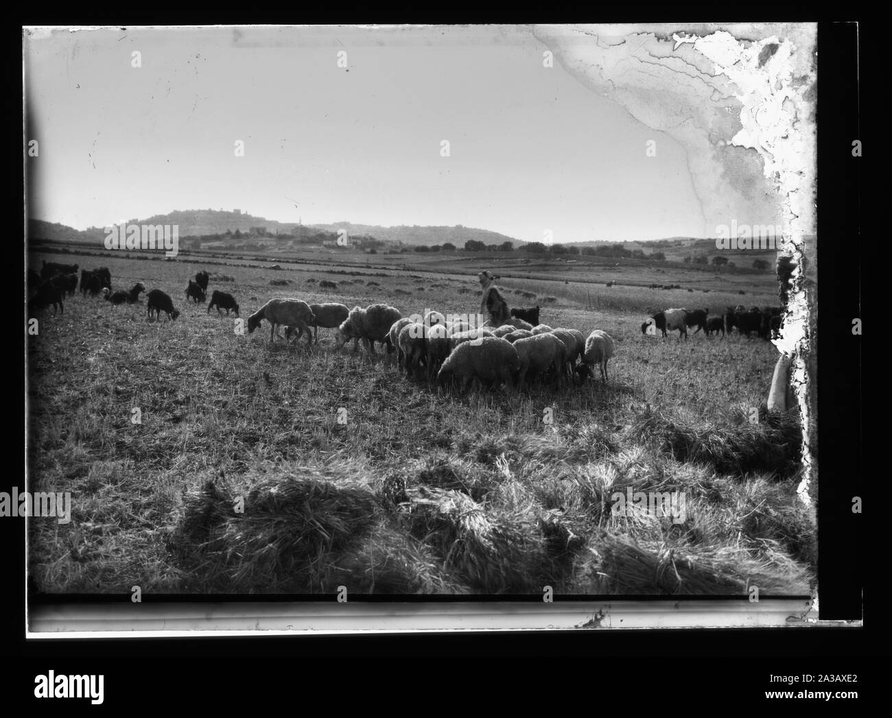 Sheep in field Black and White Stock Photos & Images - Alamy
