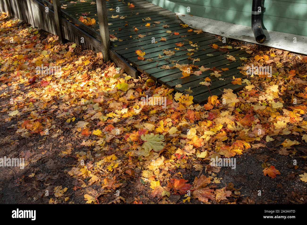 Wet maple hi-res stock photography and images - Alamy
