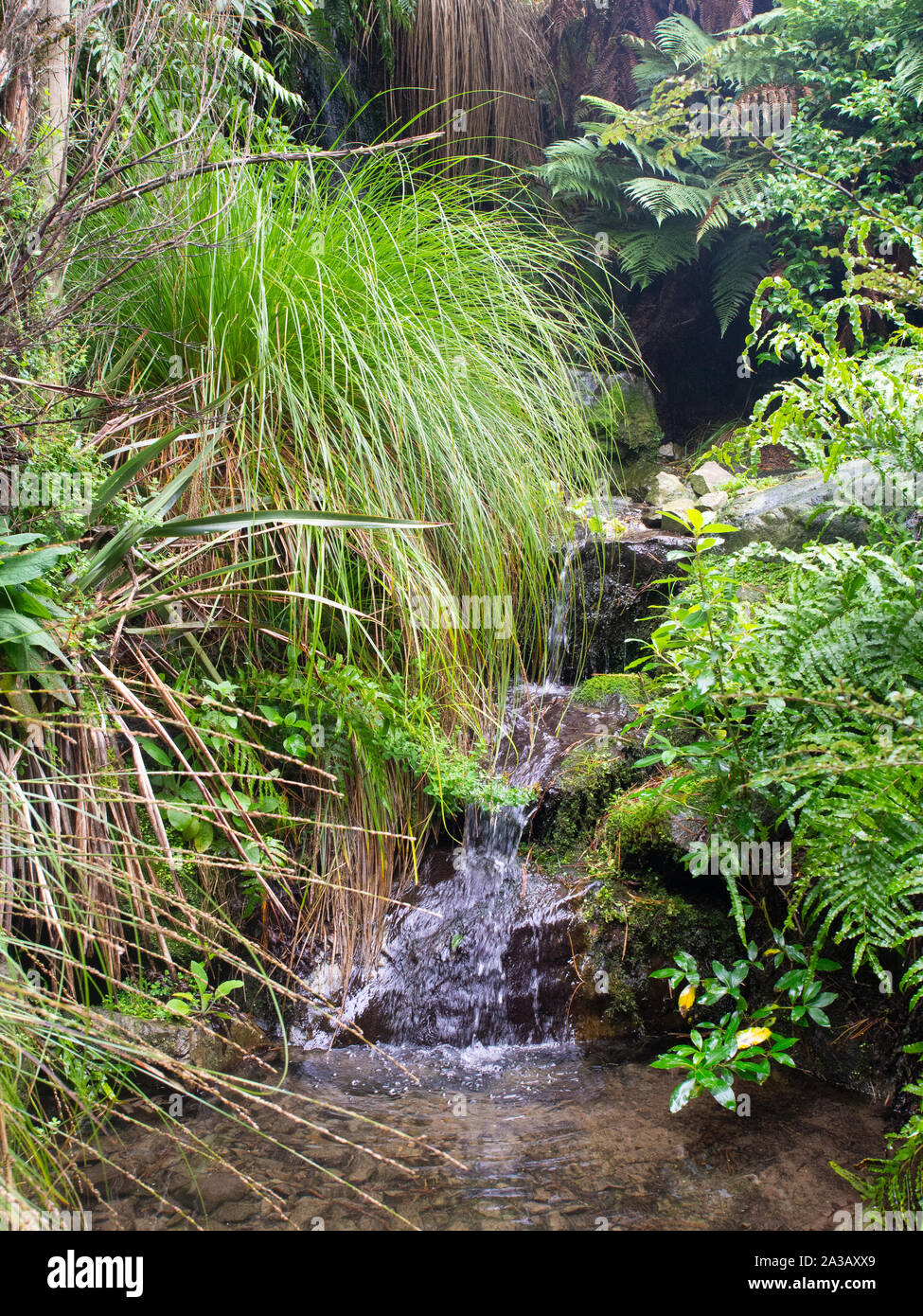 Wet bush hi-res stock photography and images - Alamy