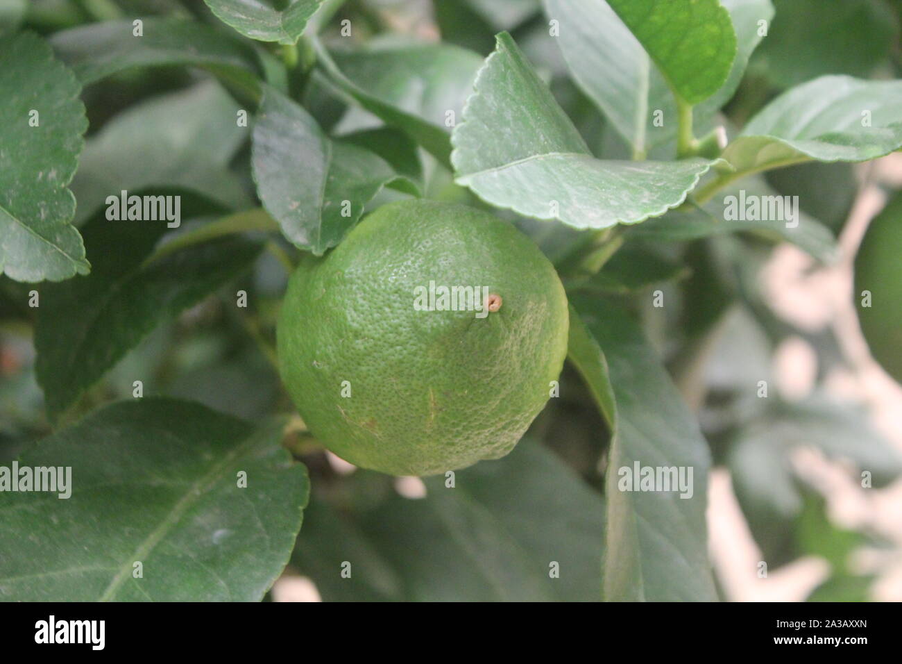hanging fruits with leaf image Stock Photo - Alamy