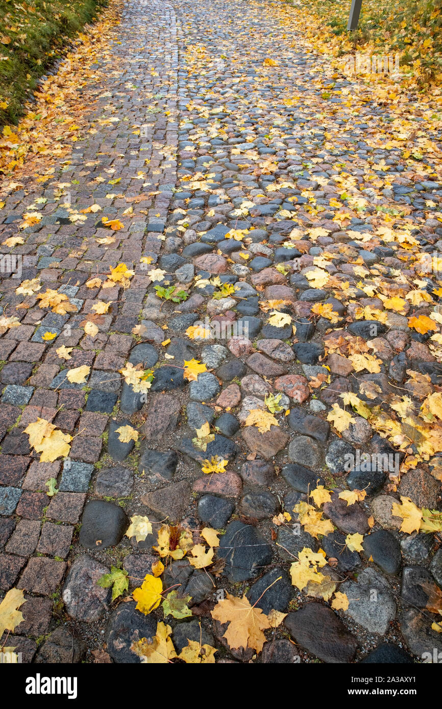 Wet maple hi-res stock photography and images - Alamy