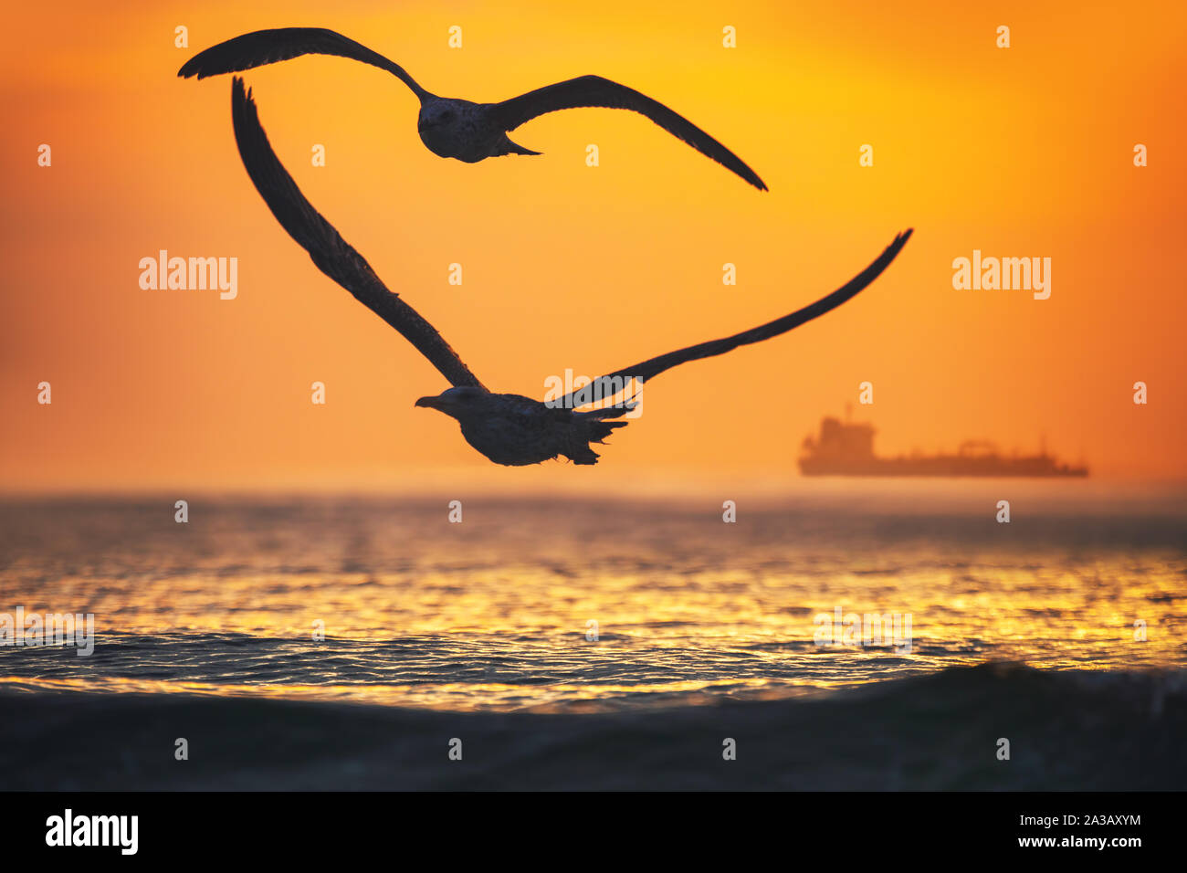 Beautiful sunrise on sea flying hi-res stock photography and images - Alamy