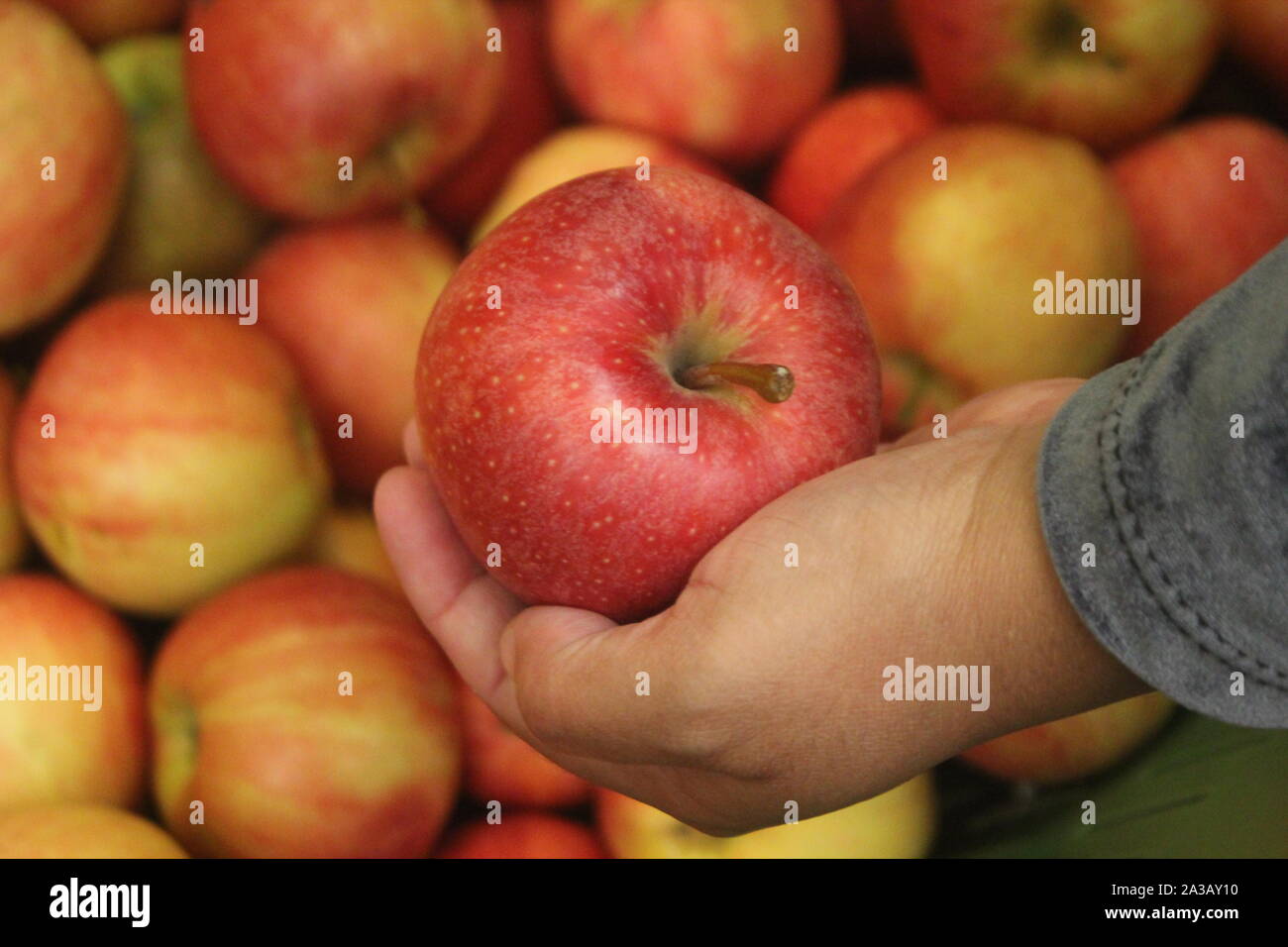 Red Apple fresh fruit image Stock Photo - Alamy