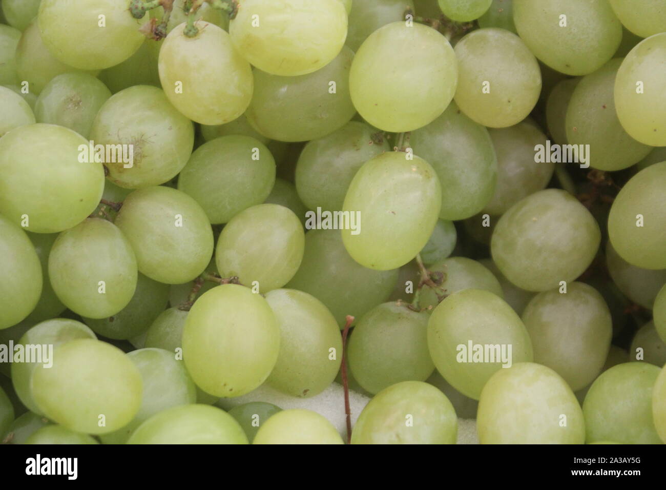 Italian Fresh fruits Grapes image Stock Photo - Alamy