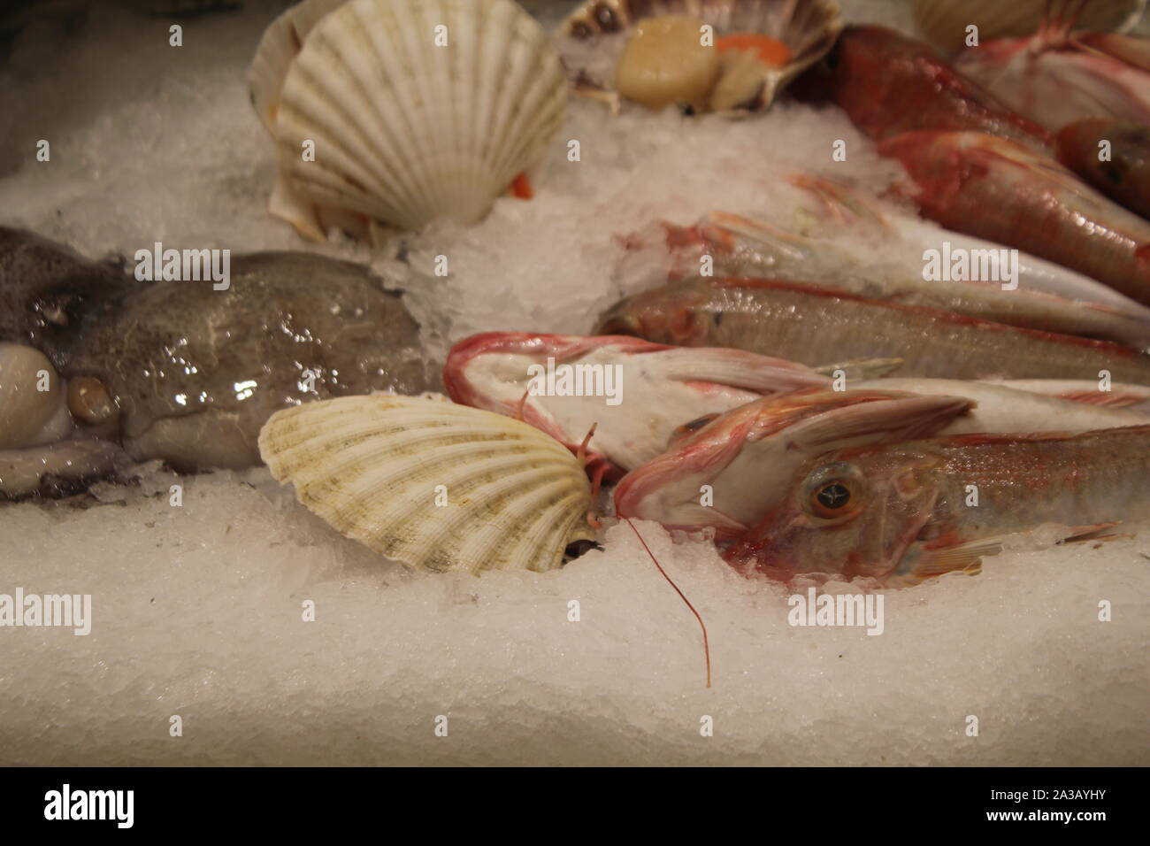 Italian fresh sea fish with ice image Stock Photo - Alamy