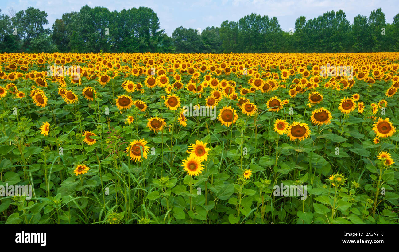 Farmland sunflower field hi-res stock photography and images - Alamy