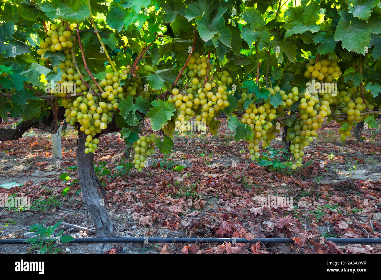 Grape plant leaves hi-res stock photography and images - Alamy