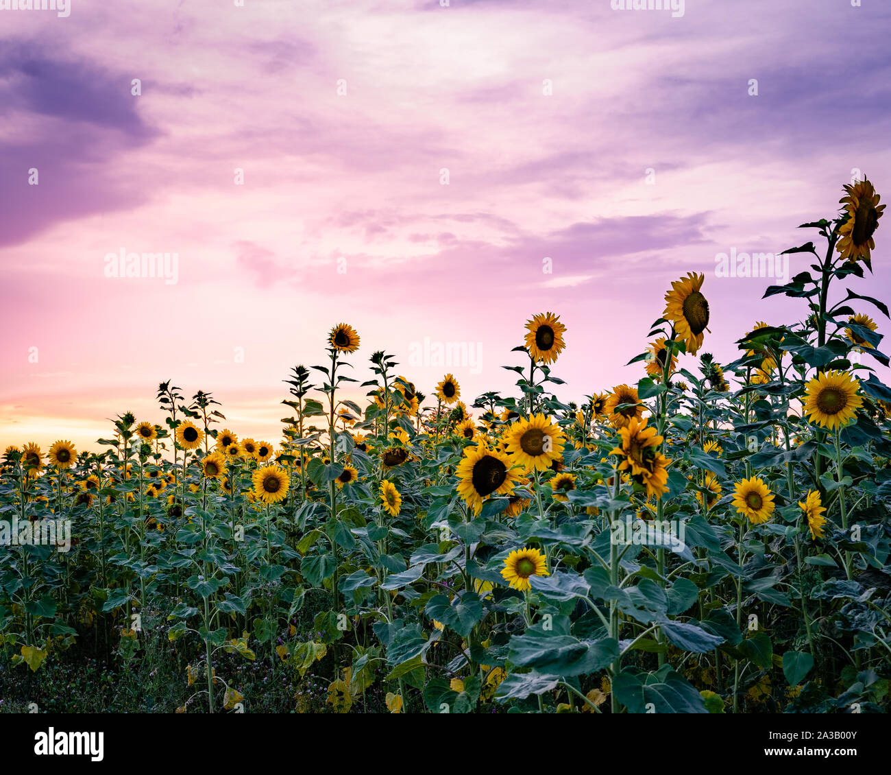 Sunflower field in golden hour Stock Photo - Alamy